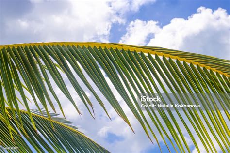 雲と青い空を背景にしたヤシの葉熱帯の背景 やしの葉のストックフォトや画像を多数ご用意 やしの葉 カラー画像 ココヤシの木 Istock
