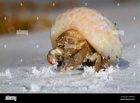 Shellback Crab Hypoconcha Arcuata Using A Coral As A Cover Panama