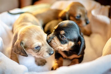 Things You Need To Buy For Your New Puppy A Guide Agility Events