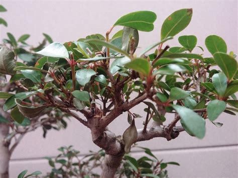 Tropical Tree Identification Help Please