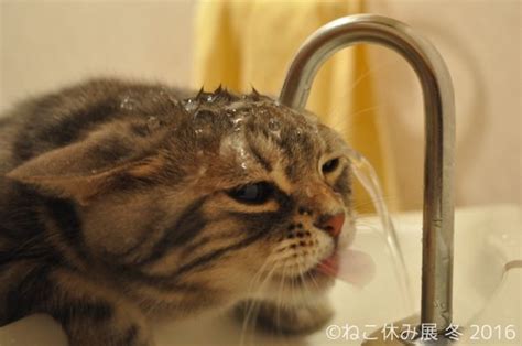 もふもふ猫に怒り顔猫。インスタで人気爆発のカリスマ猫写真展！〈ねこ休み展 冬 2016〉｜ローカルニュース！（最新コネタ新聞）東京都 台東区