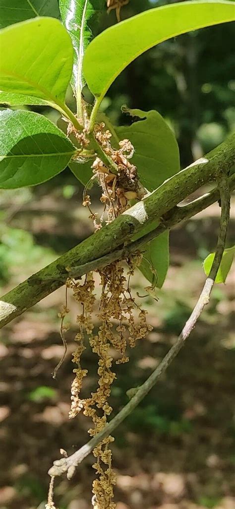 How To Grow Quercus Imbricaria Earthone