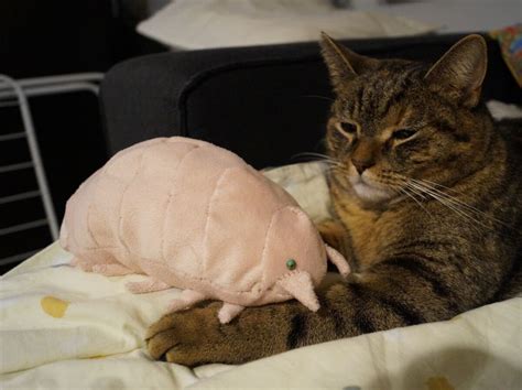 Isopod Plushie Sewing Patterns Craft Resource Wiki Fandom