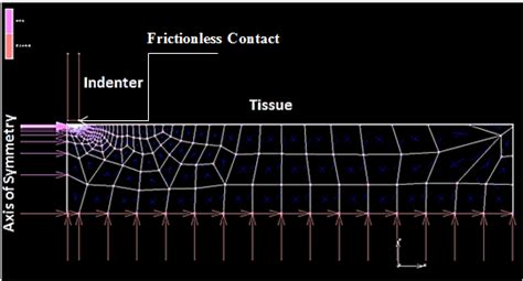 1 Axisymmetric Fem Of Soft Tissue And Rigid Body Indenter Download Scientific Diagram