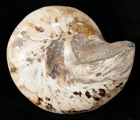 3 Giant Fossil Snail Pleurotomaria Madagascar 13183 For Sale