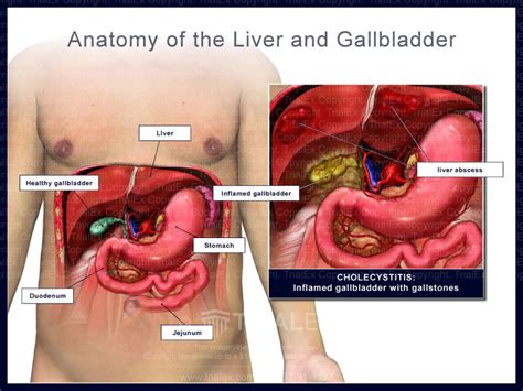 Anatomy Of The Liver And Gallbladder
