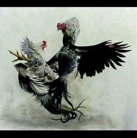 Cockfighting Myanmar Bago