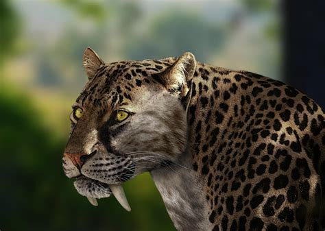 Smilodon Fatalis By Philipedwin On Deviantart
