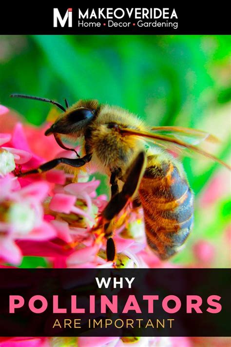 Understanding The Importance Of Pollinators In Bee Pollination Why Are