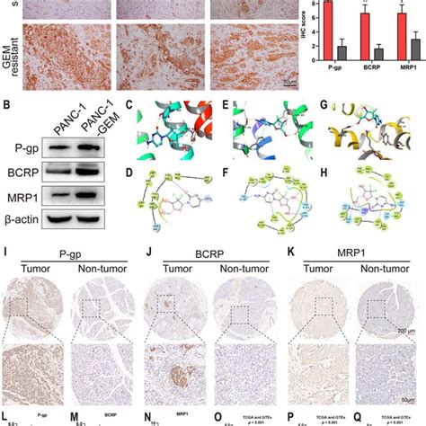 P Gp Bcrp And Mrp1 Were Overexpressed In Gemcitabine Resistant Download Scientific Diagram