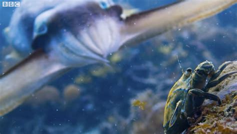 Watch A Cuttlefish Hypnotize Its Prey Realclearscience
