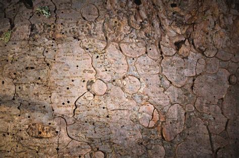 Close Up The Imprint Of A Bark Beetle On A Piece Of Bark The Tree Was