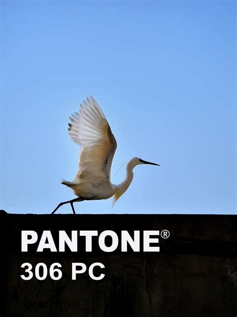 Pantone 奔放藍