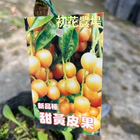 初花農場甜黃皮果（嫁接苗）45吋盆果苗郵寄宅配一件最多8顆 定價700特價600 蝦皮購物