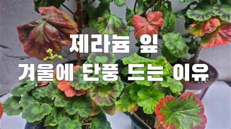 제라늄 이파리 겨울에 단풍드는 이유반려식물 베란다정원 식물 식물키우기 가드닝 꽃 Geranium 제라늄키우기사랑행복꽃친구 Youtube