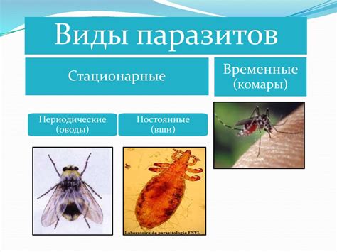Паразитология и инвазивные болезни животных - презентация онлайн