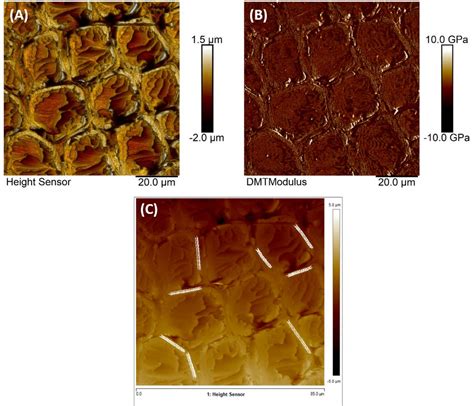 Video Atomic Force Microscopy Cantilever Based Nanoindentation