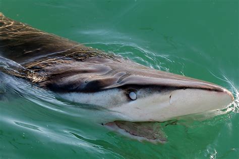 Shark Migration Patterns 🌊 Key Locations And Timelines