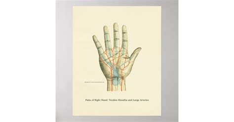 Hand And Wrist Internal Anatomy Poster Zazzle