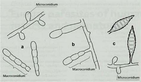 Spores Of The Three Common Genera Of Dermatophytic Fungi A