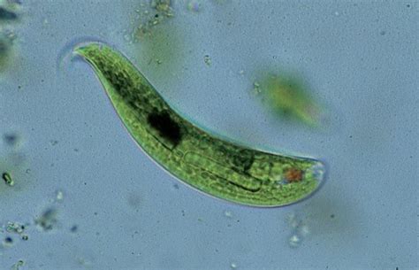 The Algae Flashcards Quizlet