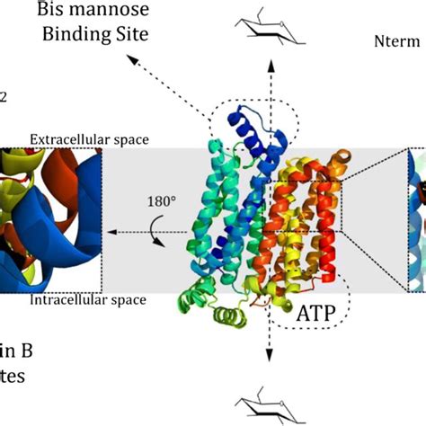 Glut1 Crystal Structure And Ligand Binding Crystal Structure Of Glut1