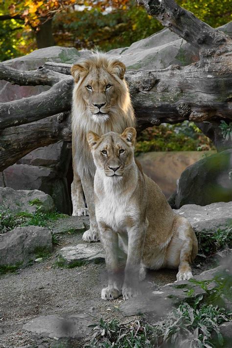 Lion Lioness Wildlife Free Photo On Pixabay Pixabay