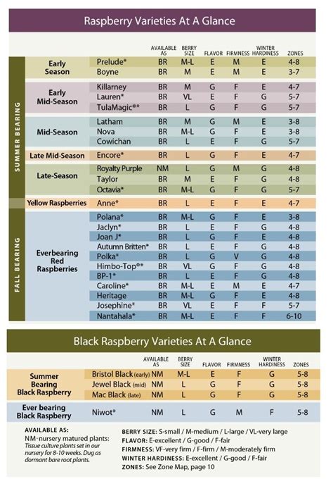 Black Raspberry Varieties At A Glance