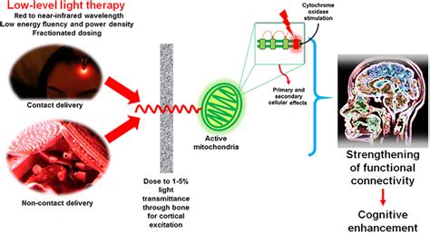 Long Term Effects Of Transcranial Infrared Laser Stimulation On Cytochrome C Oxidase Activity