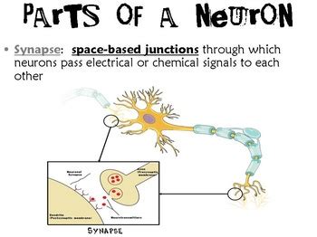 Nervous System PowerPoint By Danis Marandis Teachers Pay Teachers