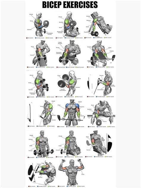 Biceps Forearm Workout Poster Laminated Fitness Chart