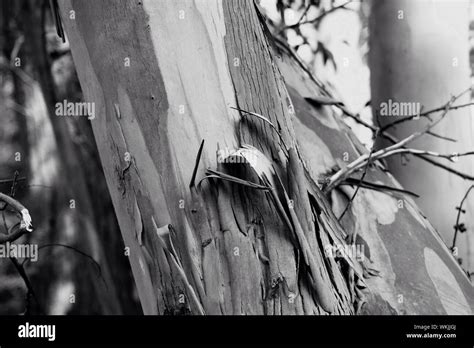 Bark Peeling Off Trunk Hi Res Stock Photography And Images Alamy