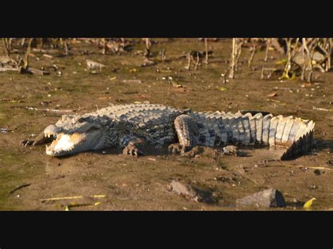 Wild Kratts Caiman Atelier Yuwa Ciao Jp