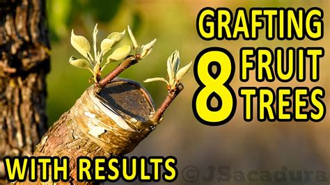 Grafting 8 Fruit Trees With Results Plum Almond Pear Apple Nectarine Fig Peach And