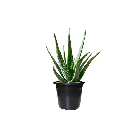 Buy Aloe Vera Plant Indoor Greenery Medicinal Special