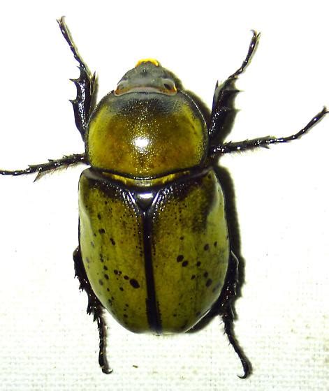 Dynastes Tityus Bugguidenet