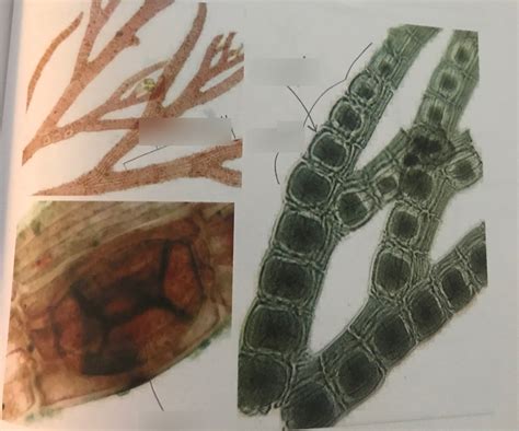 Phylum Rhodophyta