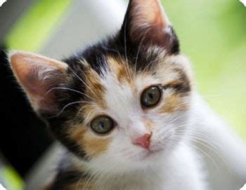 Cuanto Tiempo Viven Los Gatos Actualizado Octubre 2024