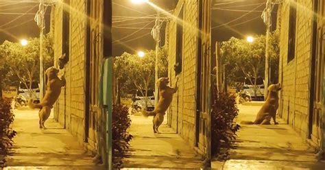 Ніжне відео візиту собаки до свого будинку подруги який є вірусним