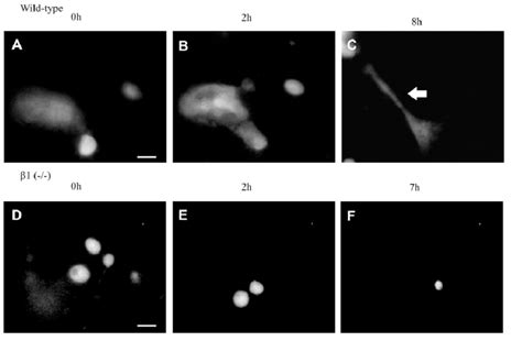 Time Lapse Microscopy Of Es Cellderived Endothelial Cells Expressing