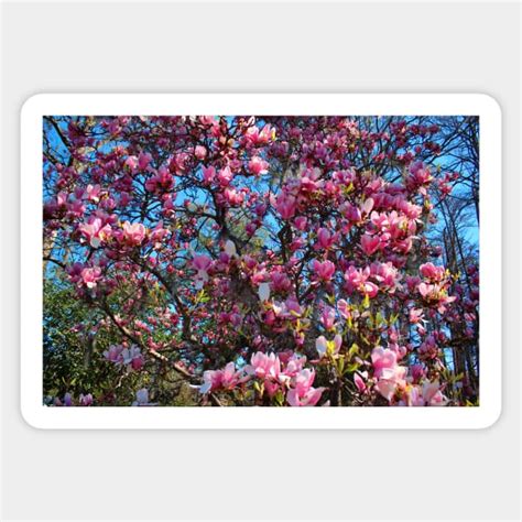 Cherry Blossoms Cherry Blossom Tree Sticker Teepublic