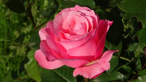 무료 이미지 꽃잎 애정 장미 꽃 로맨스 담홍색 플로라 붉은 장미 꽃들 플로리 분다 꽃 피는 식물 정원 장미 장미 가족 육상 식물 로사 센티 폴리아