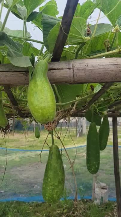 Mononesh Das On Linkedin গাছে লাউ 📹 মনোনেশ দাস
