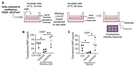 Endothelial Cell Transcytosis Assay As An In Vitro Model To Evaluate