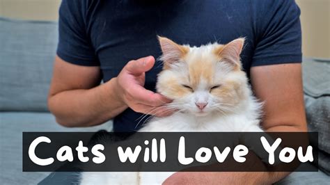 Some Cats Pet