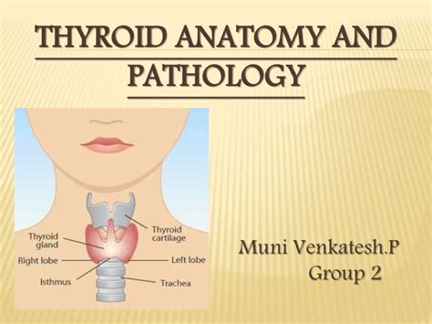 Thyroid Anatomy And Pathology
