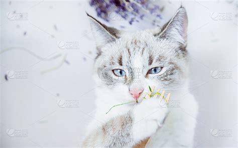 白猫用爪子抓草吃生态木叉素食早餐