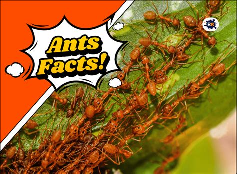 26 Ants Facts That No One Knows Free Printable