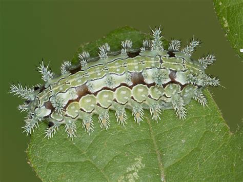 Euclea Delphinii Euclea Delphinii Bugguide Net