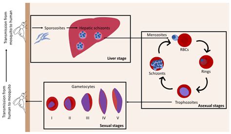 Plasmodium Malariae Diagram